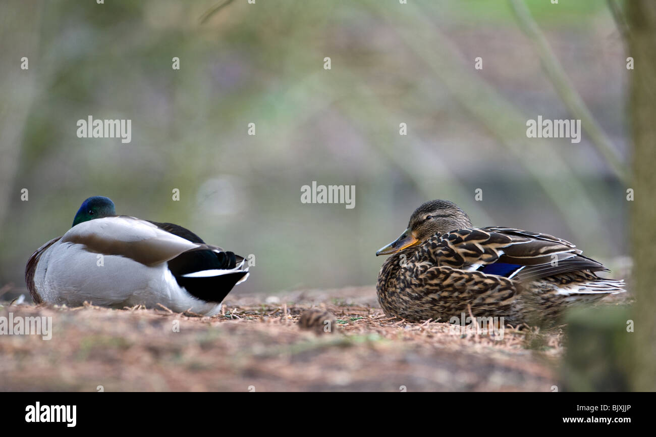two ducks resting together in natural surroundings of a park in summer ...