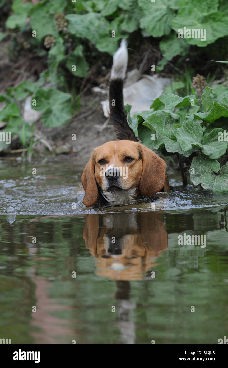 Beagle bank hi-res stock photography and images - Alamy