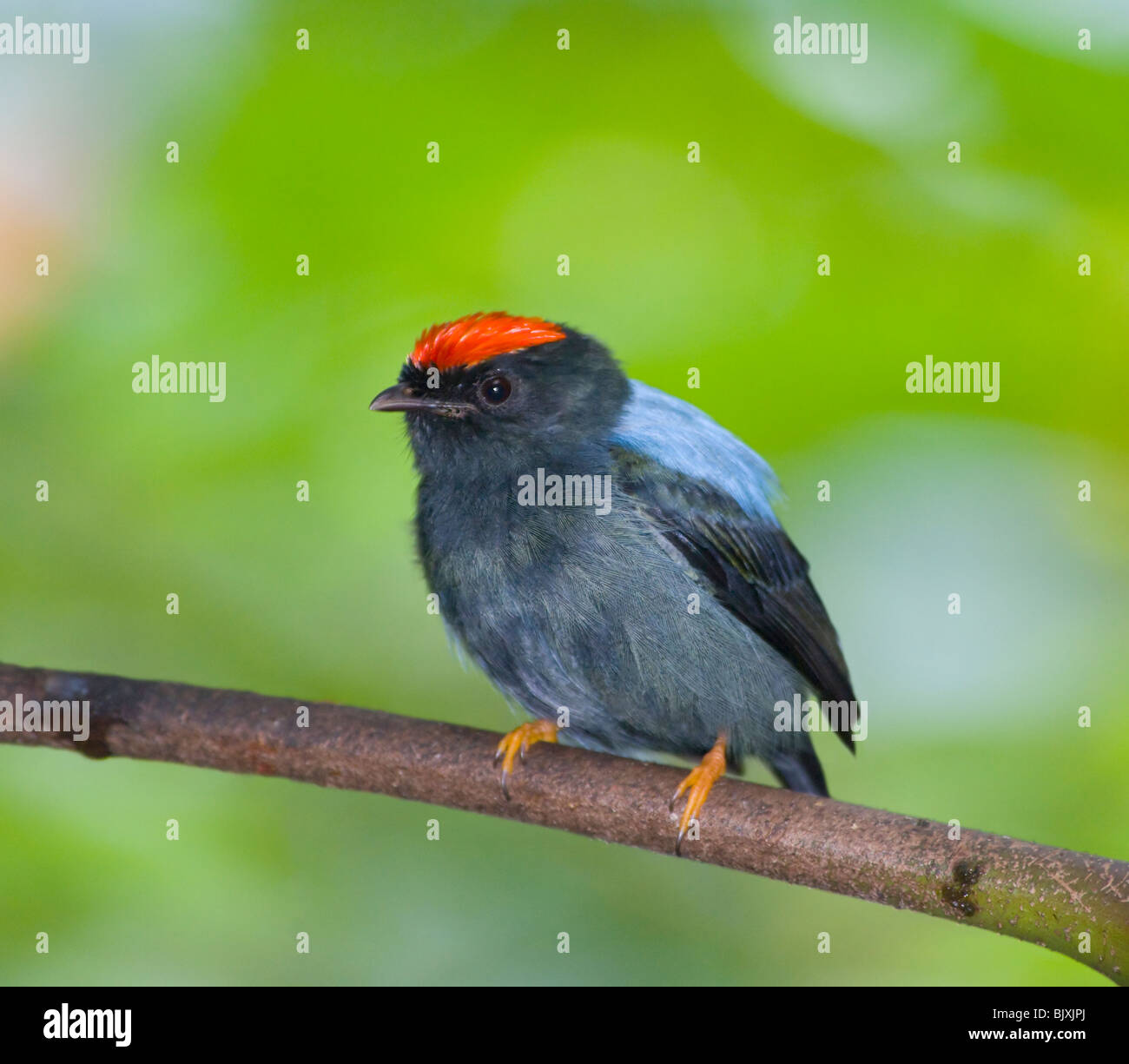 Blue backed manakin hi-res stock photography and images - Alamy