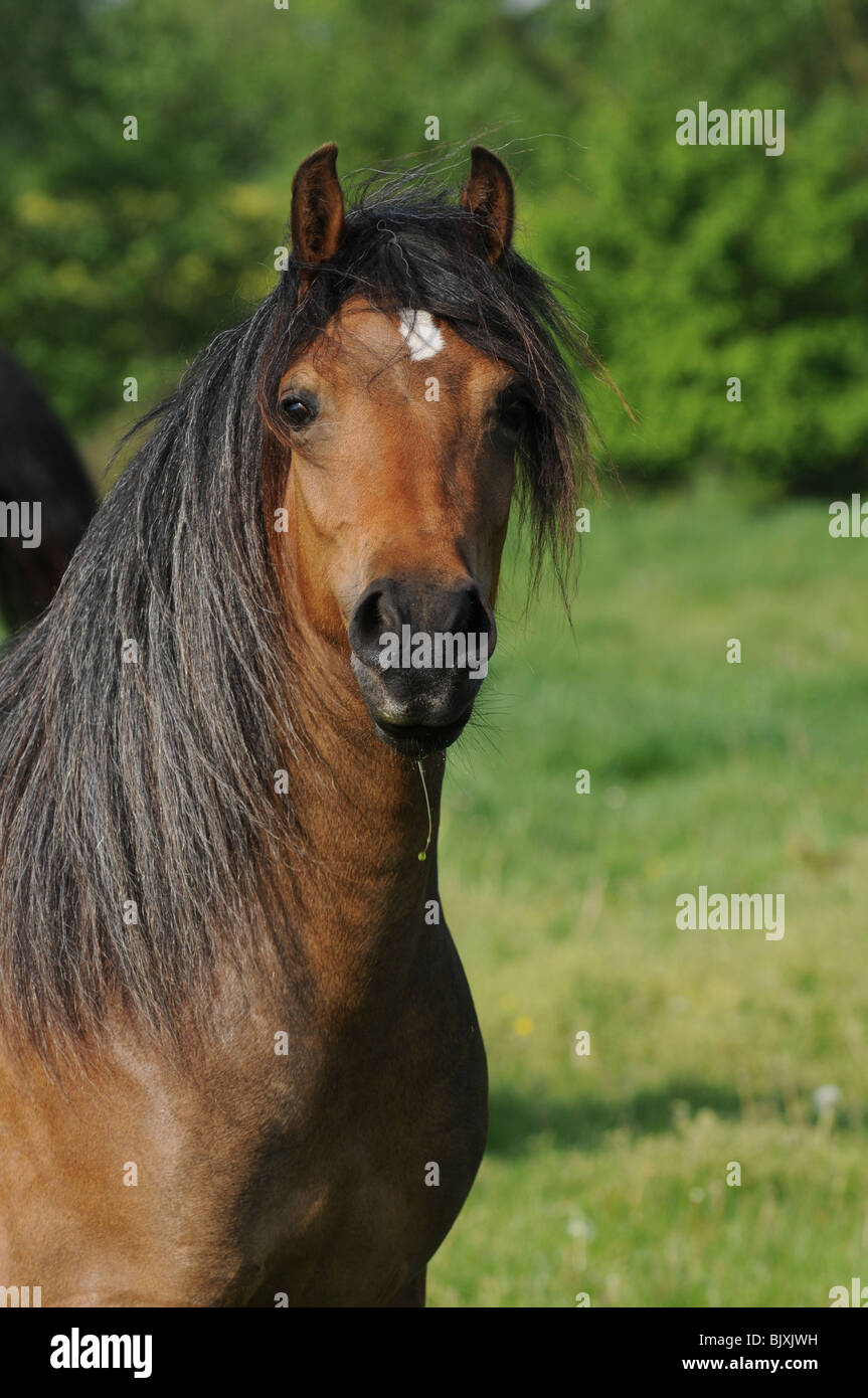 Bay welsh horse hi-res stock photography and images - Alamy
