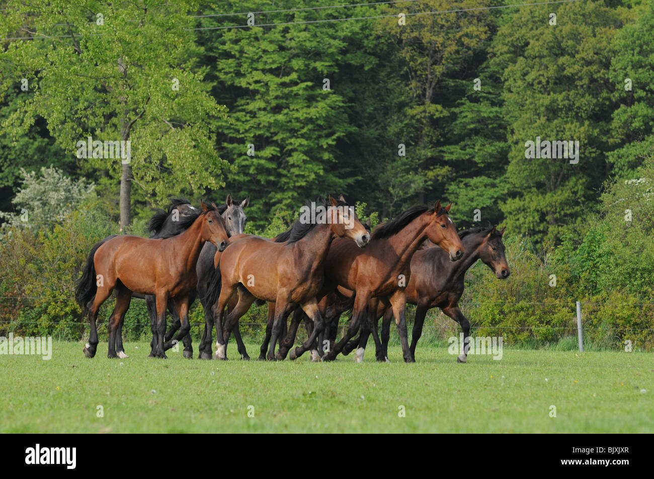 trotting Holsteiner horses Stock Photo - Alamy