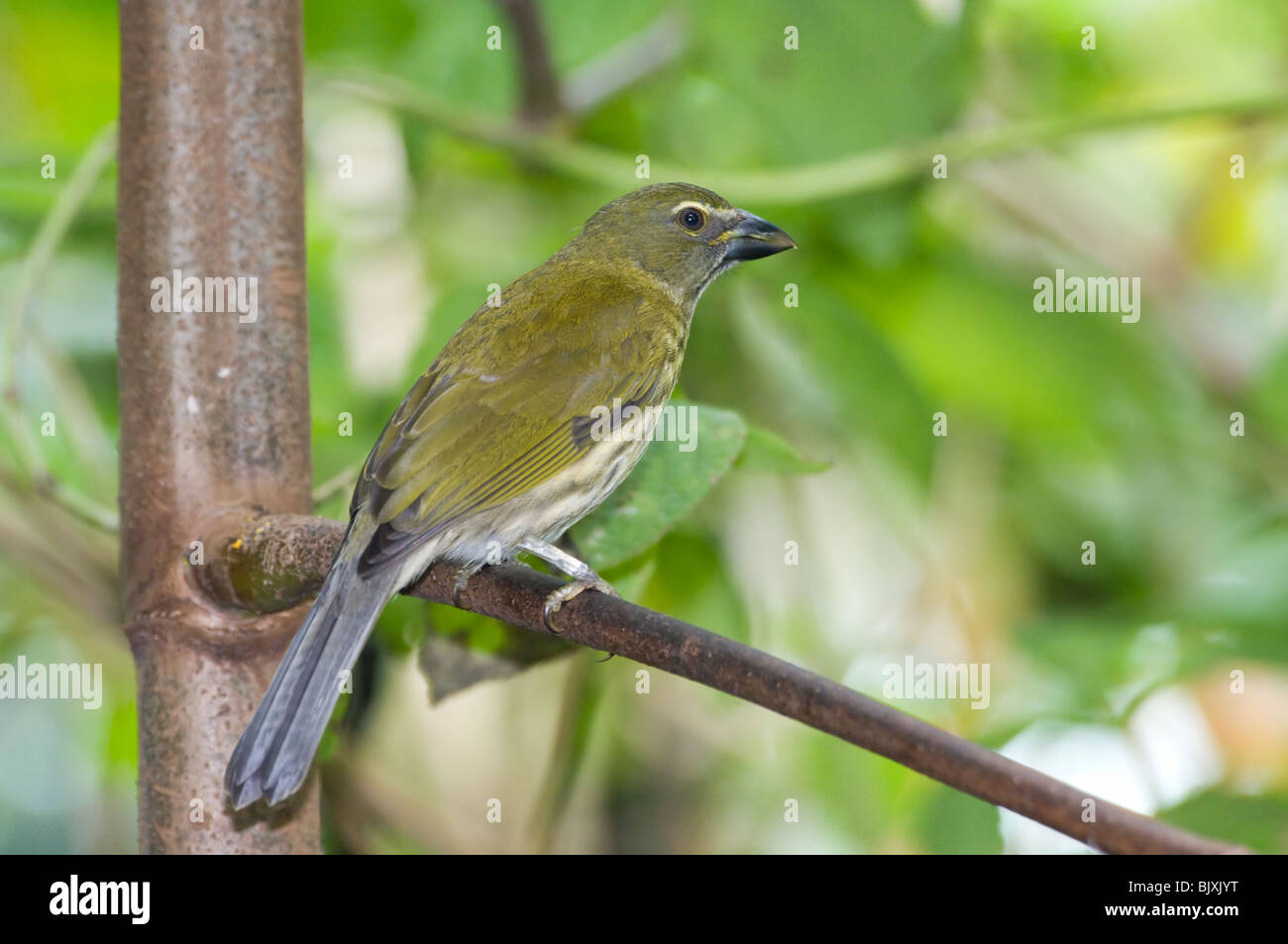 Finch Paradise Gardens Boquete Panama Captive Stock Photo - Alamy