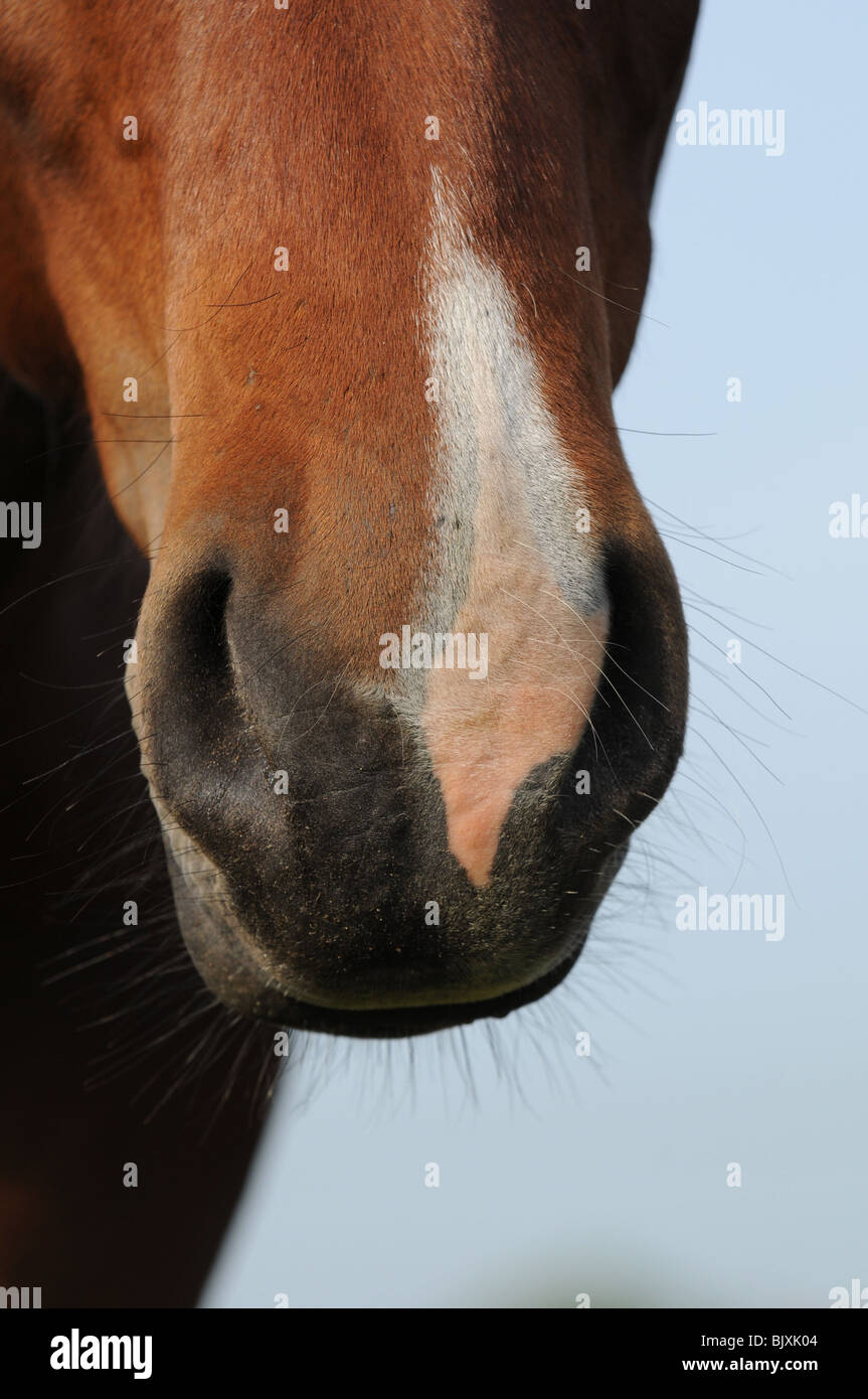 Horsemouth hi-res stock photography and images - Alamy