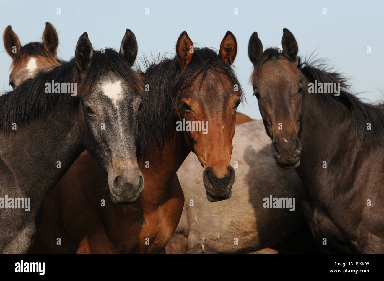 Group young domestic holstein hi-res stock photography and images - Alamy