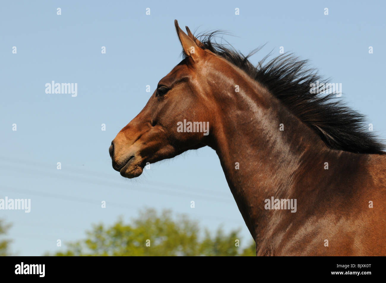 Holstein Horse Portrait Stock Photo - Alamy