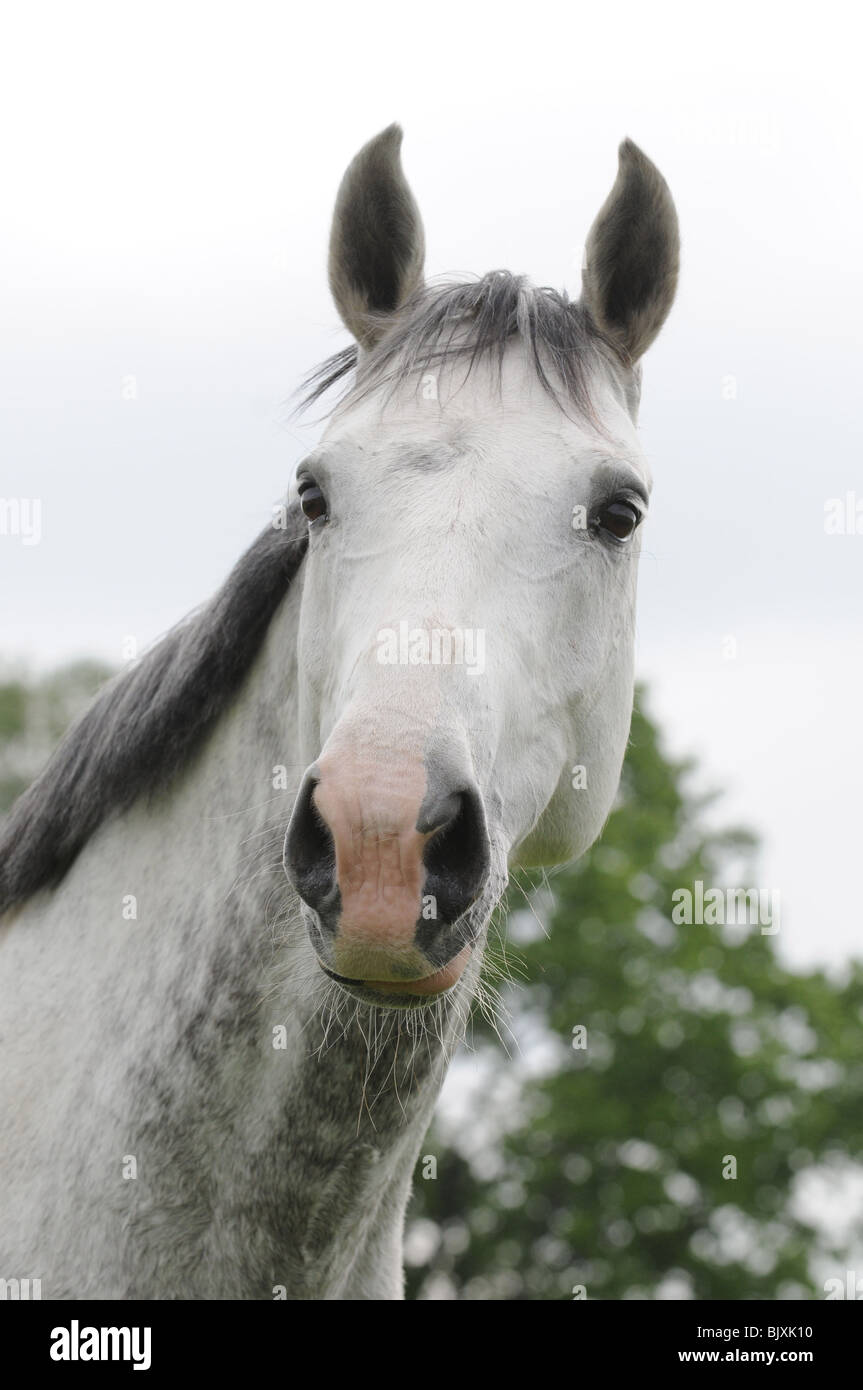 Holstein Horse Portrait Stock Photo - Alamy
