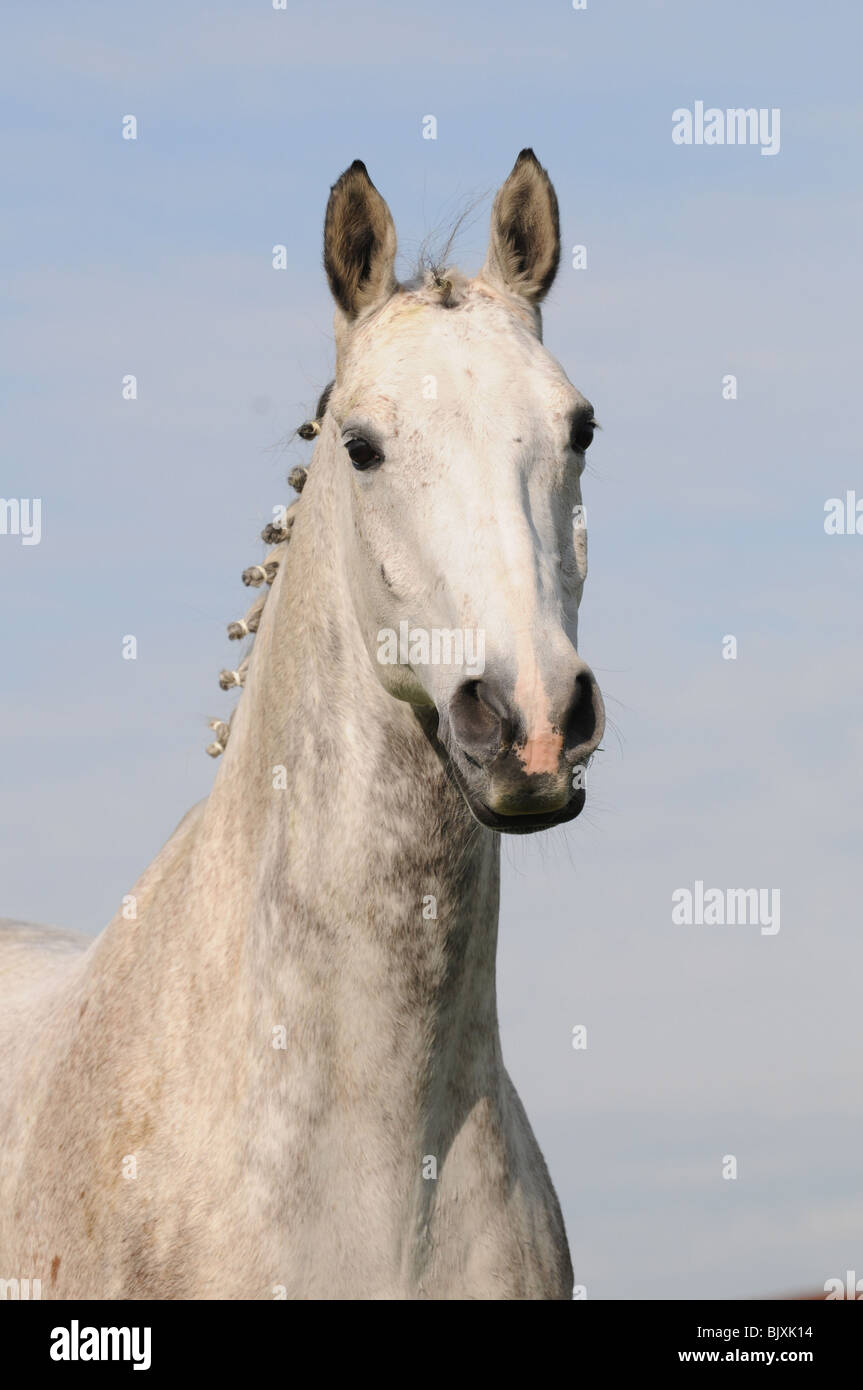 Holstein Horse Portrait Stock Photo - Alamy