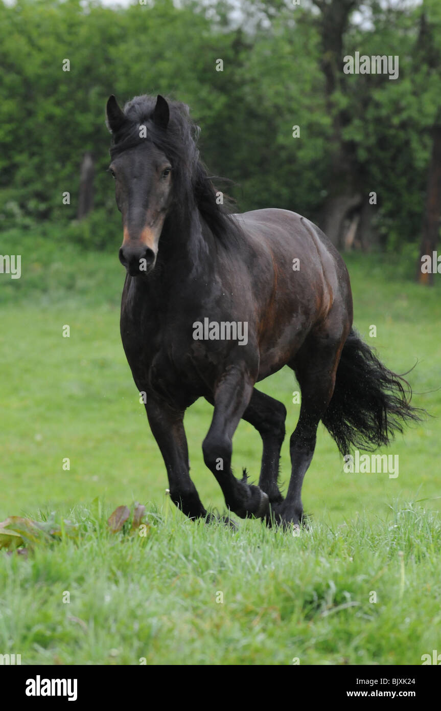 Frisian horse cross hi-res stock photography and images - Alamy