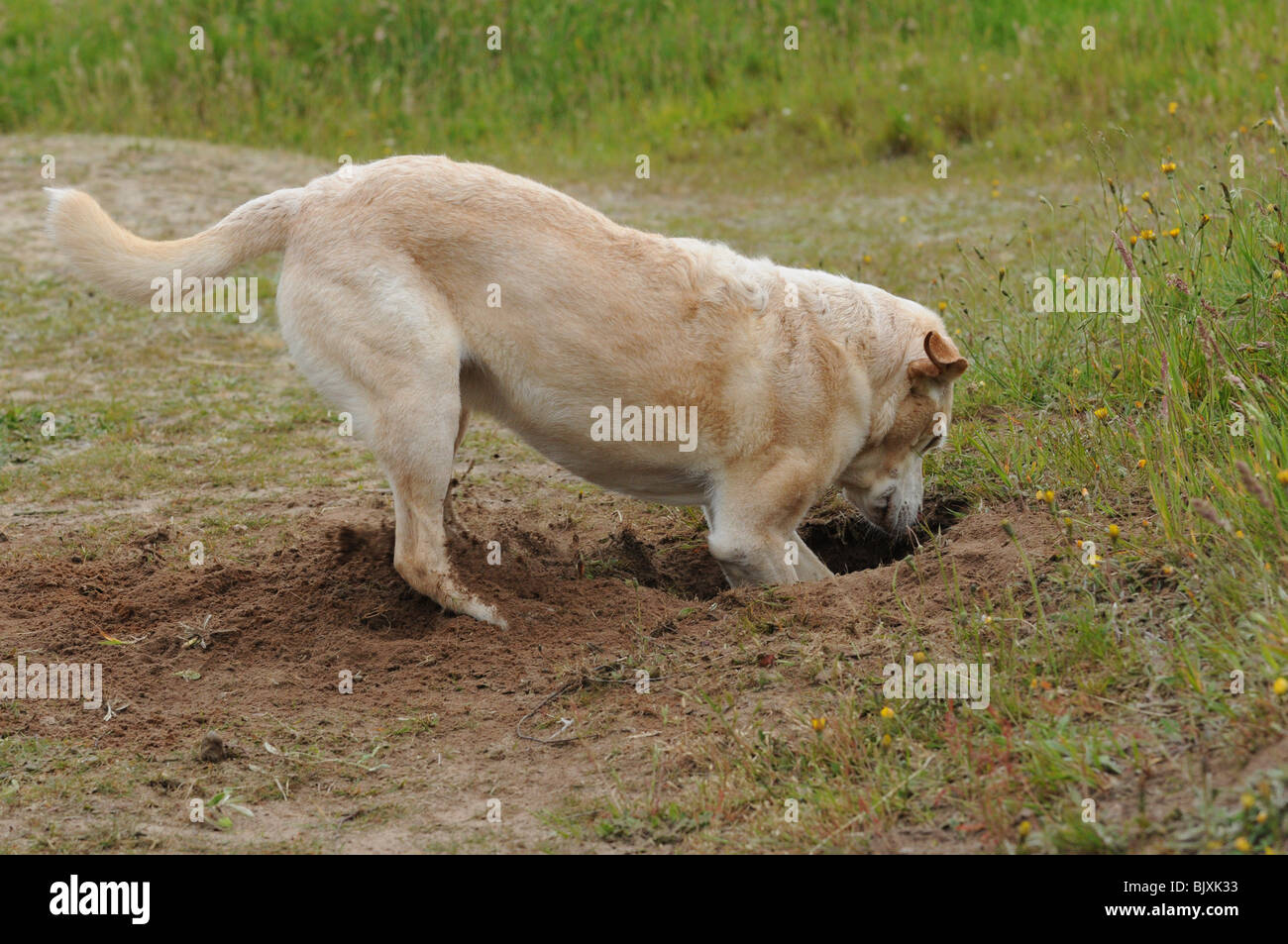 Labrador digging dig hi-res stock photography and images - Alamy