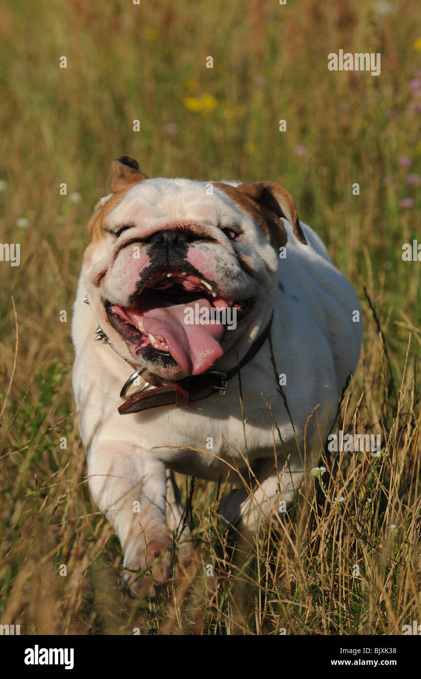 running English Bulldog Stock Photo - Alamy