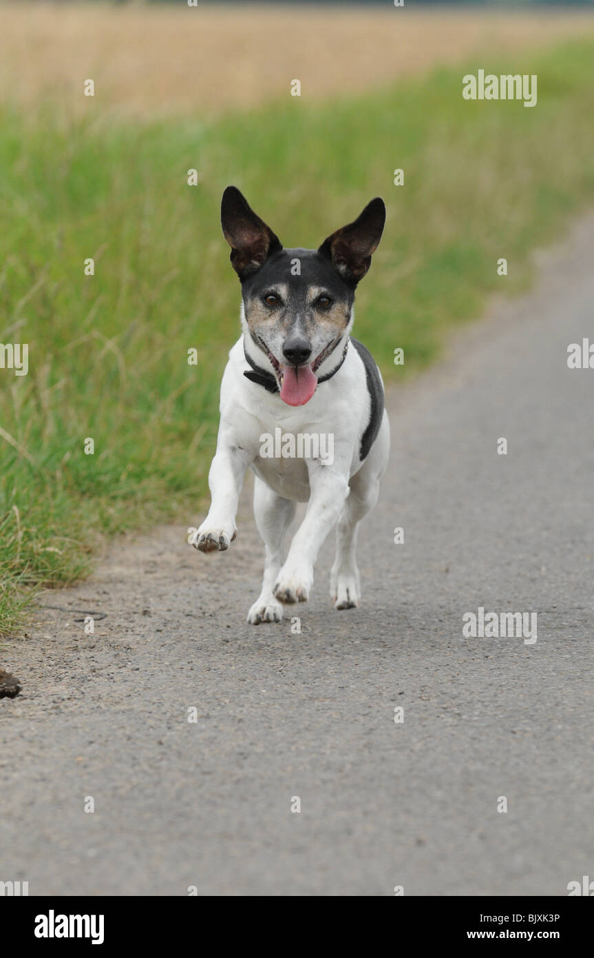 running Jack Russell Terrier Stock Photo - Alamy