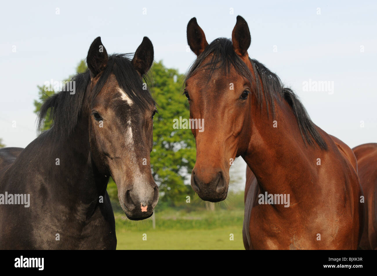 Holstein Horse Portrait Stock Photo - Alamy