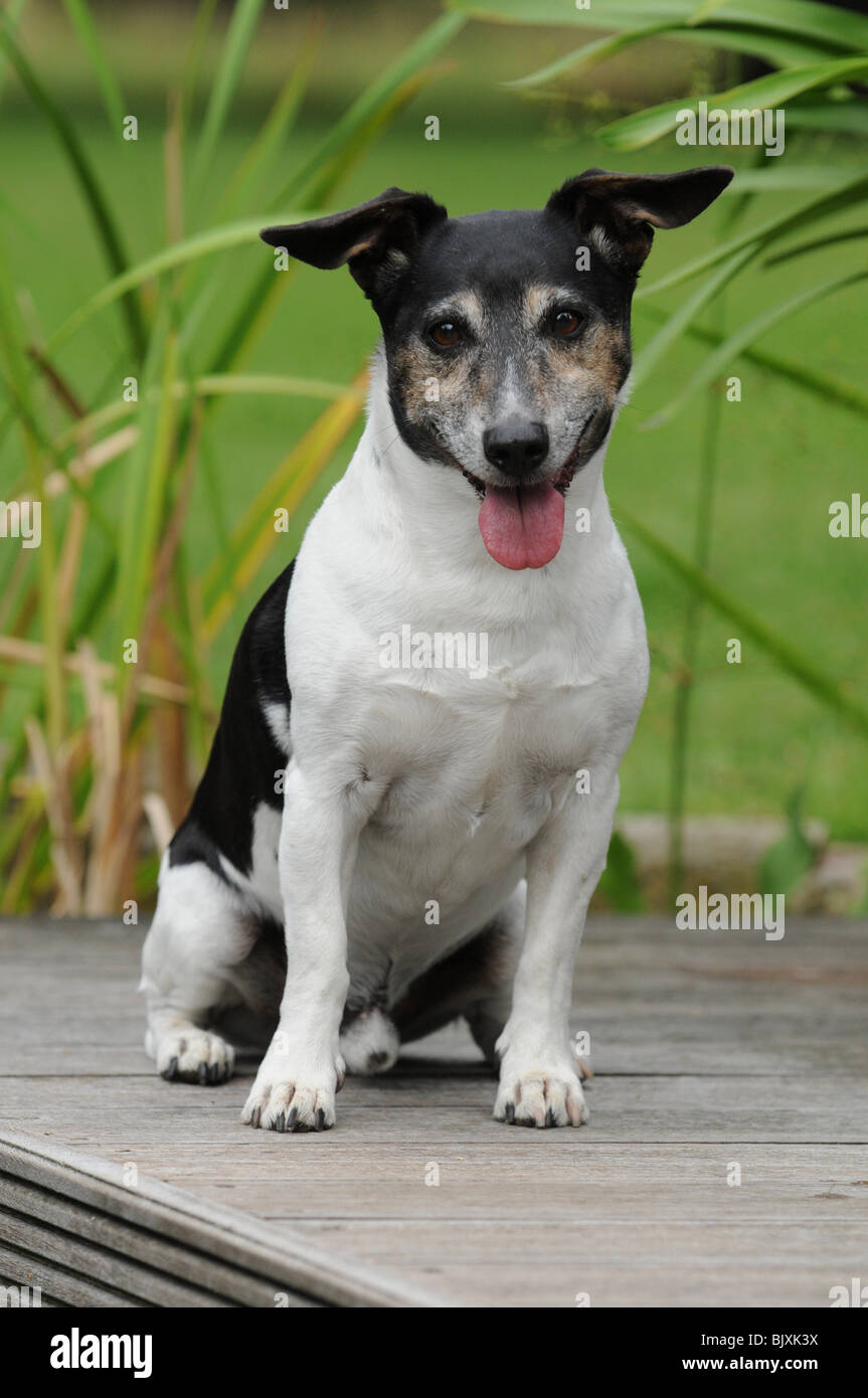 sitting Jack Russell Terrier Stock Photo - Alamy