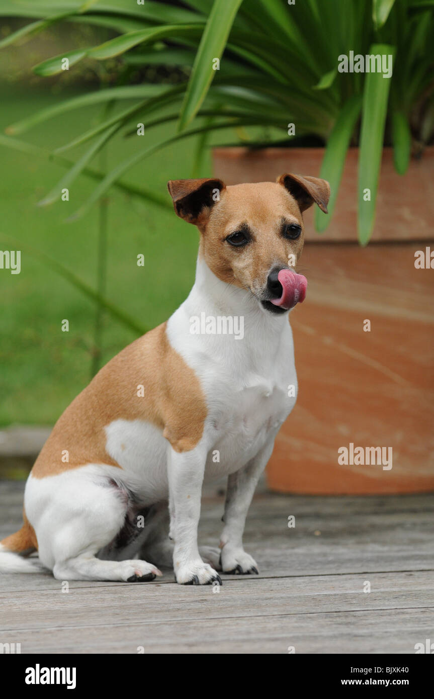 sitting Jack Russell Terrier Stock Photo - Alamy