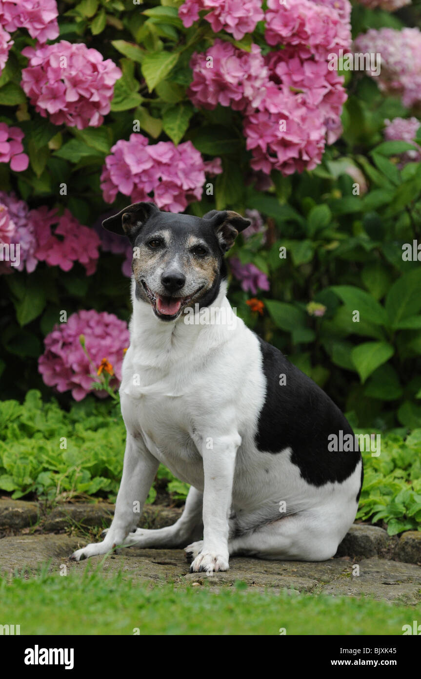 sitting Jack Russell Terrier Stock Photo - Alamy