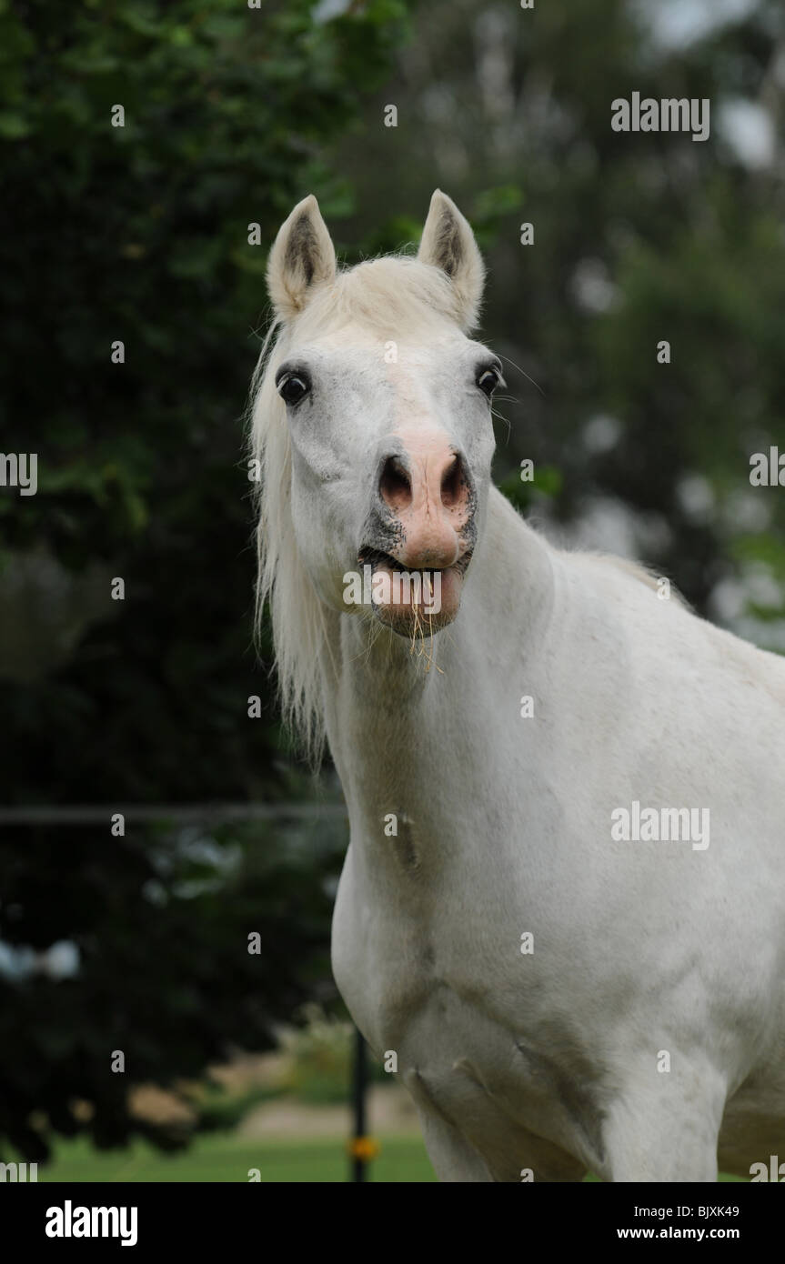 Whinnying horse horses hi-res stock photography and images - Alamy