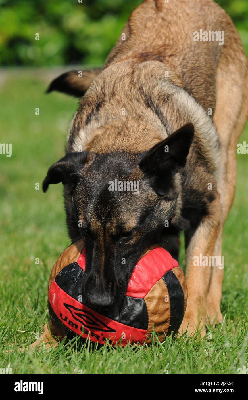 Malinois fetching hi-res stock photography and images - Alamy