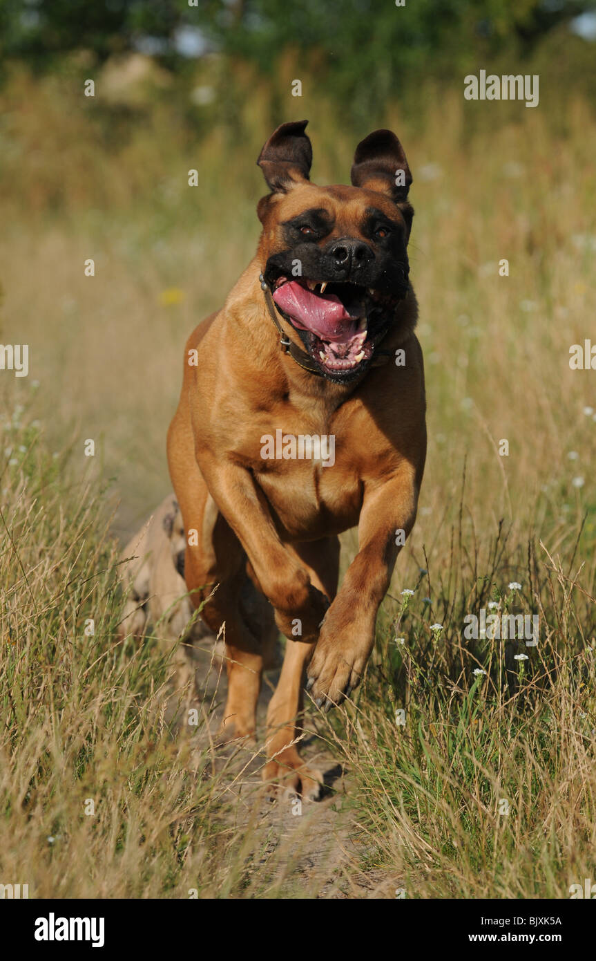 running Old English Mastiff Stock Photo - Alamy