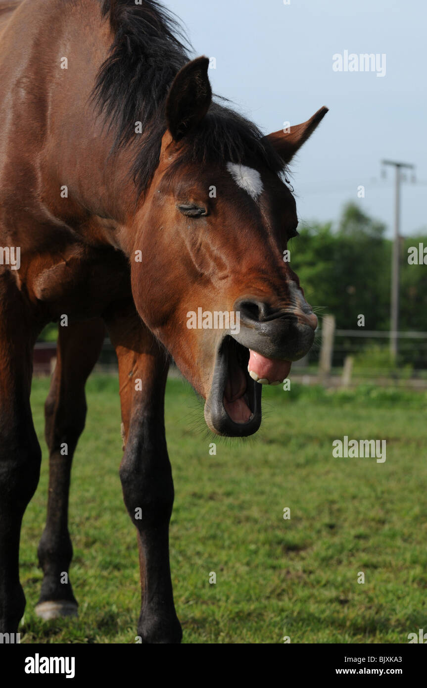 Holstein Horses Portrait Stock Photo - Alamy