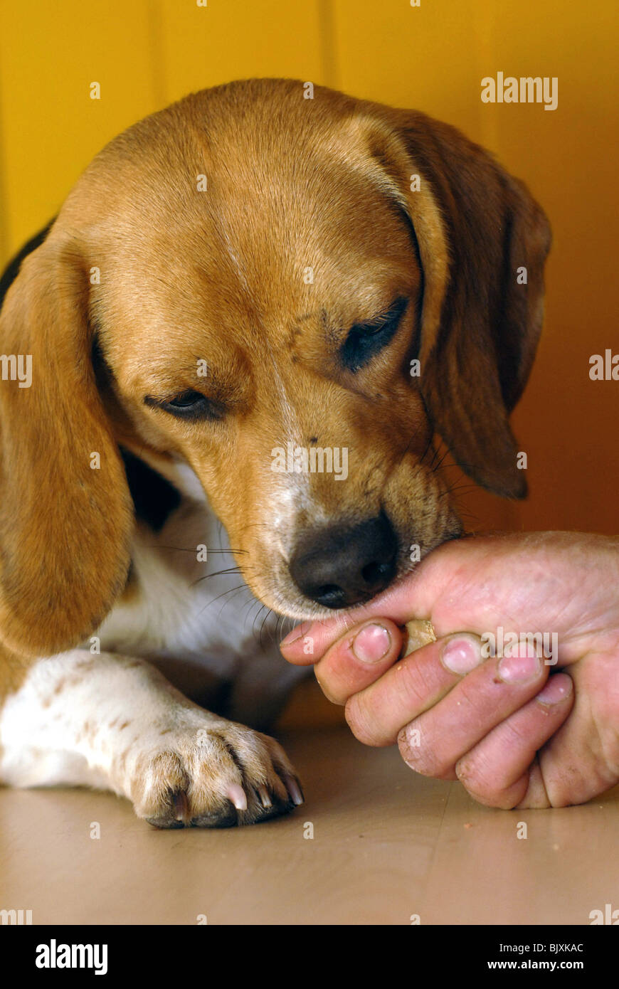 feeding a Beagle Stock Photo - Alamy