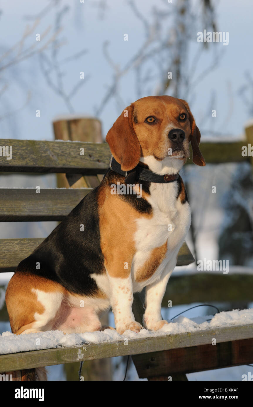 Beagle sitting snow hi-res stock photography and images - Alamy