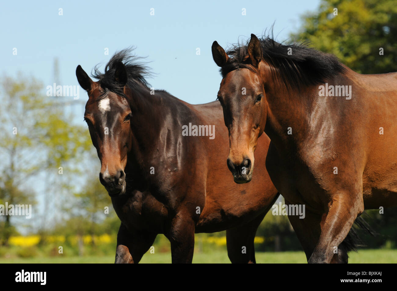 Holstein Horse Portrait Stock Photo - Alamy