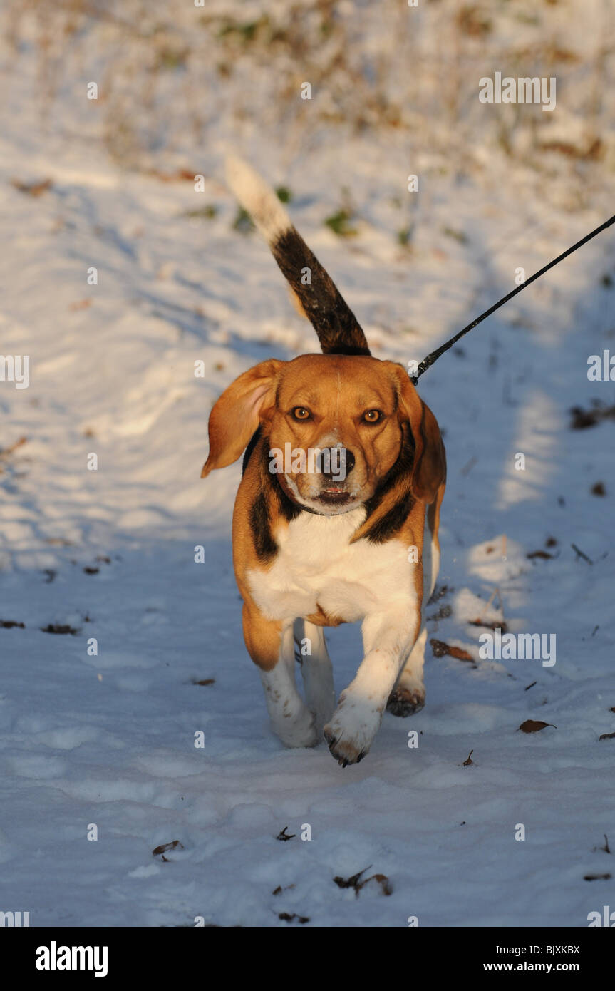 Leashed beagle hi-res stock photography and images - Alamy
