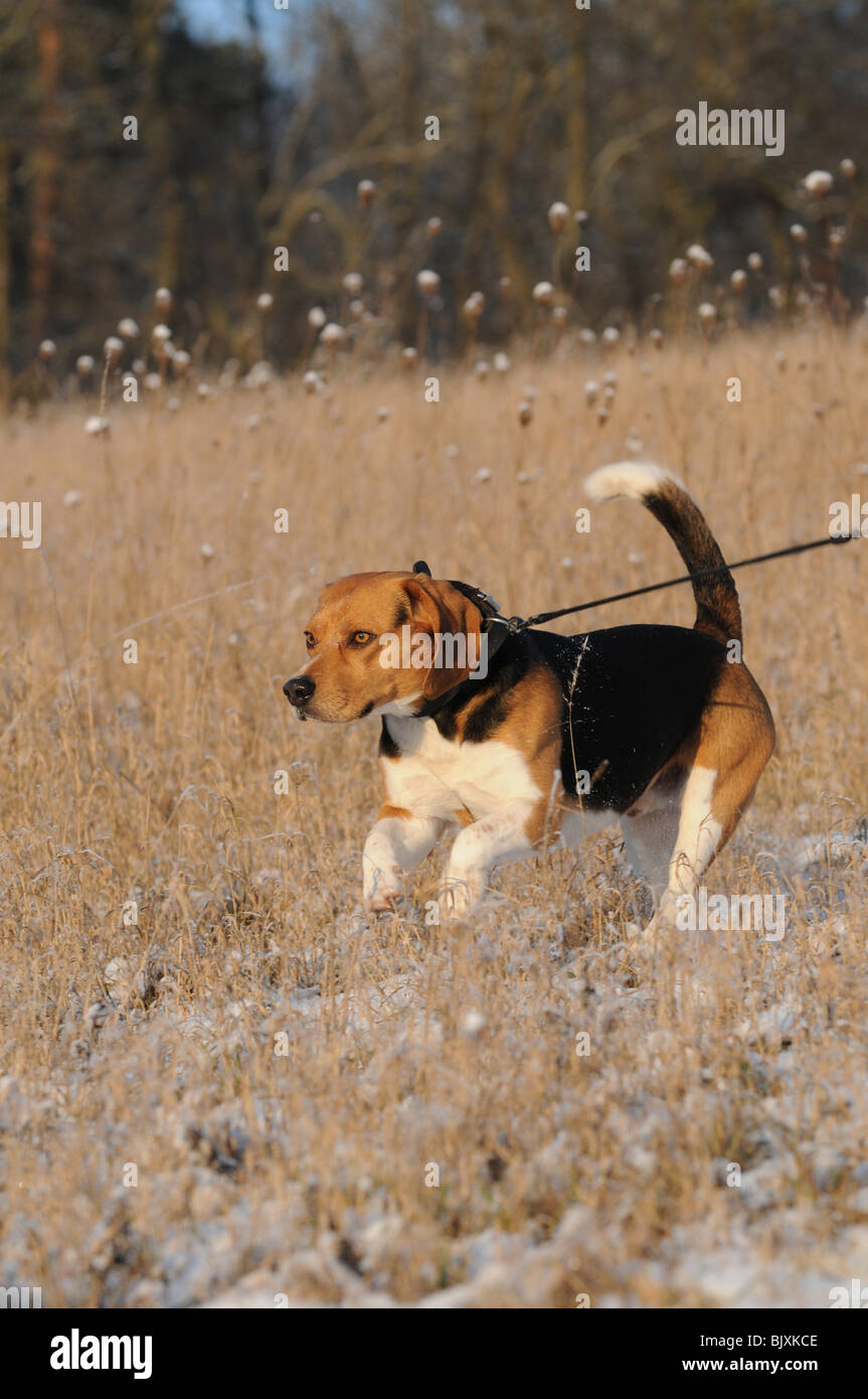 Lateral line running hi-res stock photography and images - Alamy