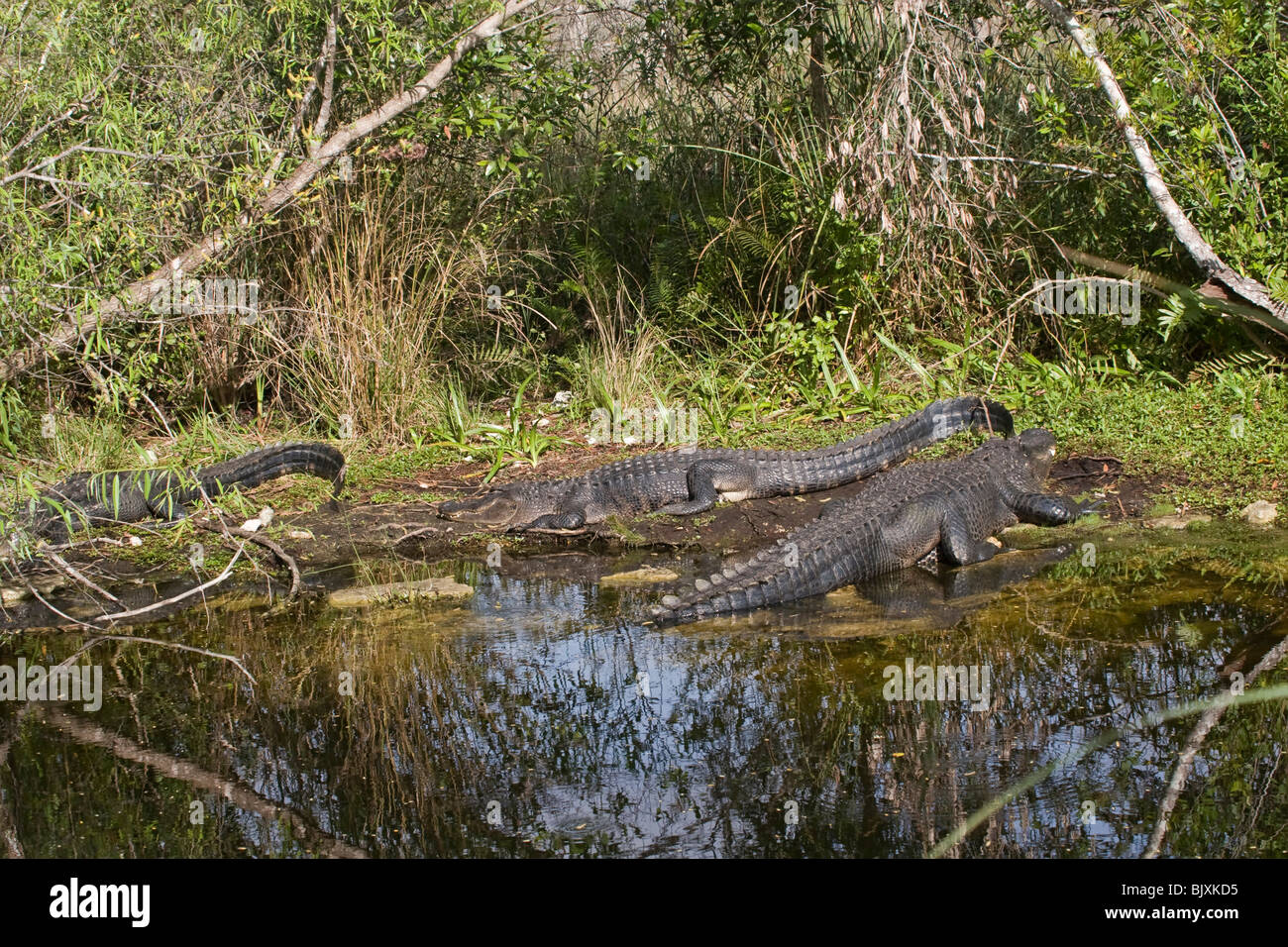 Mississippi river alligator hi-res stock photography and images - Alamy
