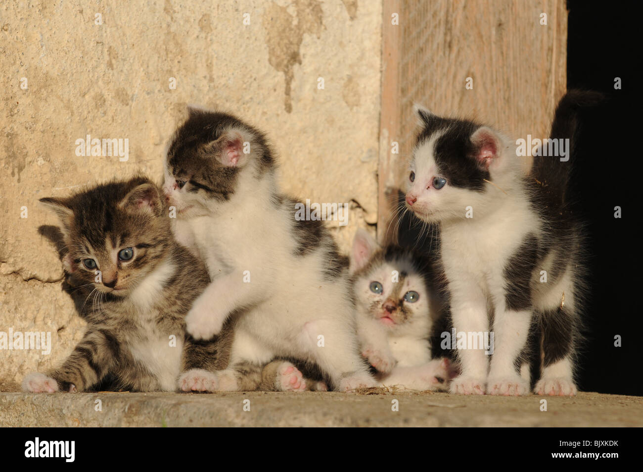 Playing cats group house hi-res stock photography and images - Alamy