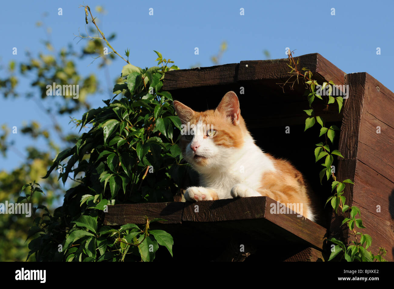 Nesting cats hi-res stock photography and images - Alamy