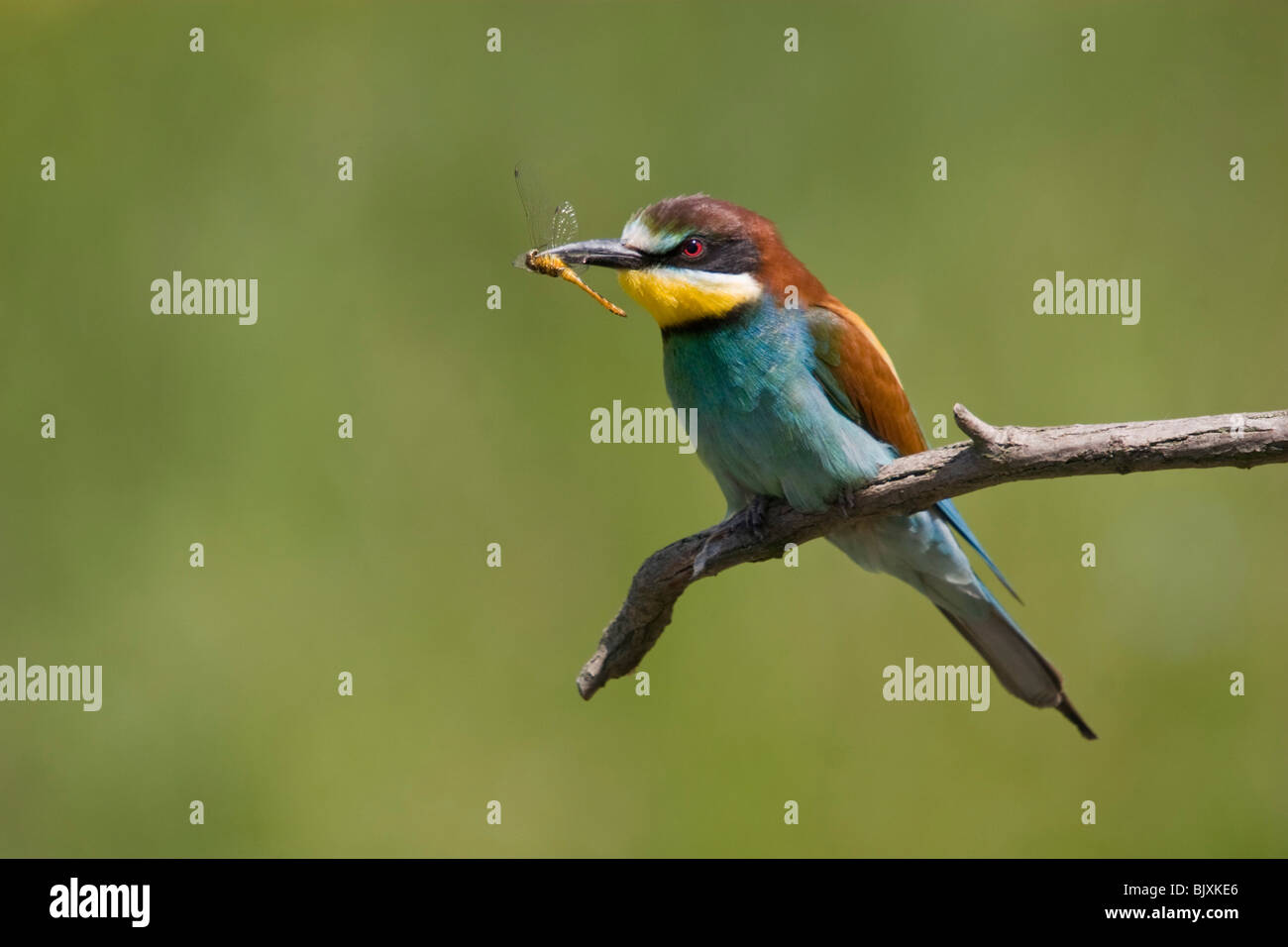 European Bee Eater Stock Photo - Alamy