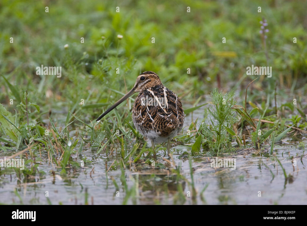 Bank snipes hi-res stock photography and images - Alamy
