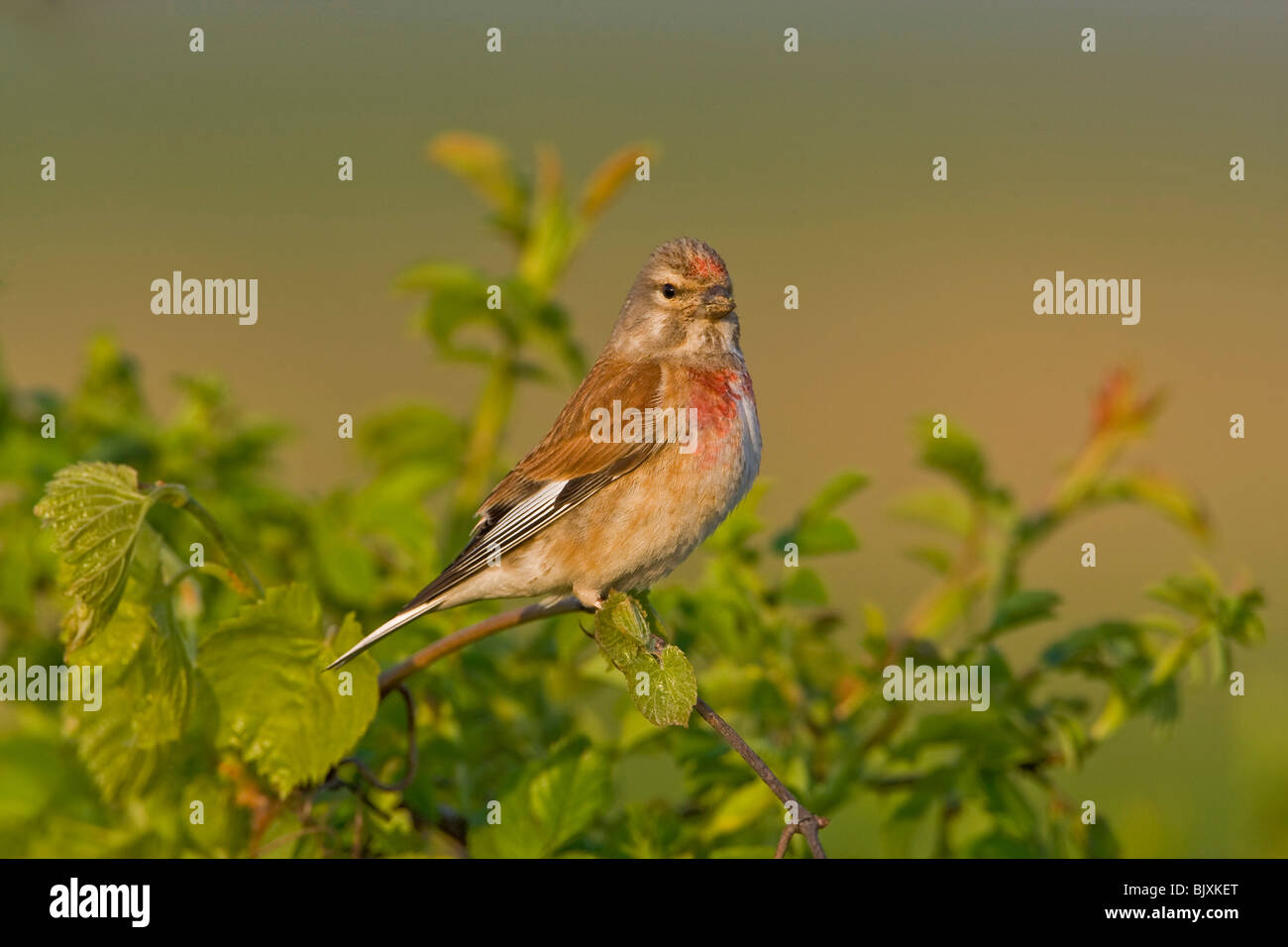 Linnets tree hi-res stock photography and images - Alamy