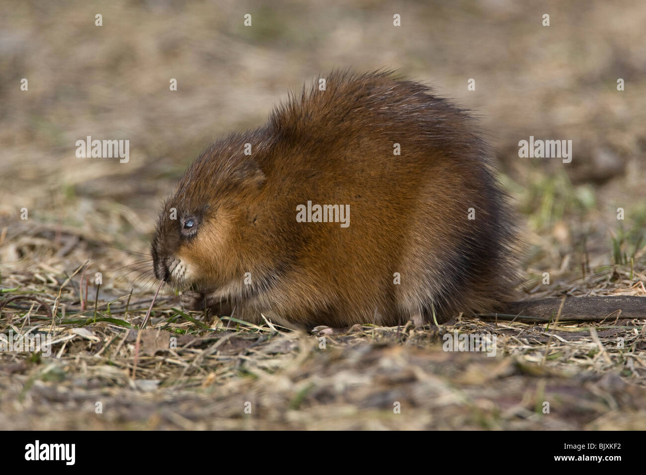Muskrat 1 hi-res stock photography and images - Alamy