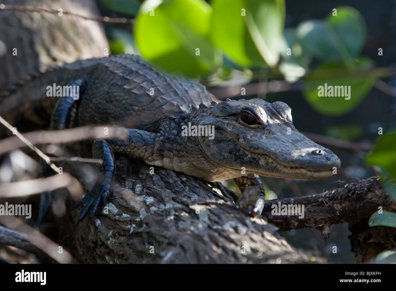 Solo alligator hi-res stock photography and images - Alamy