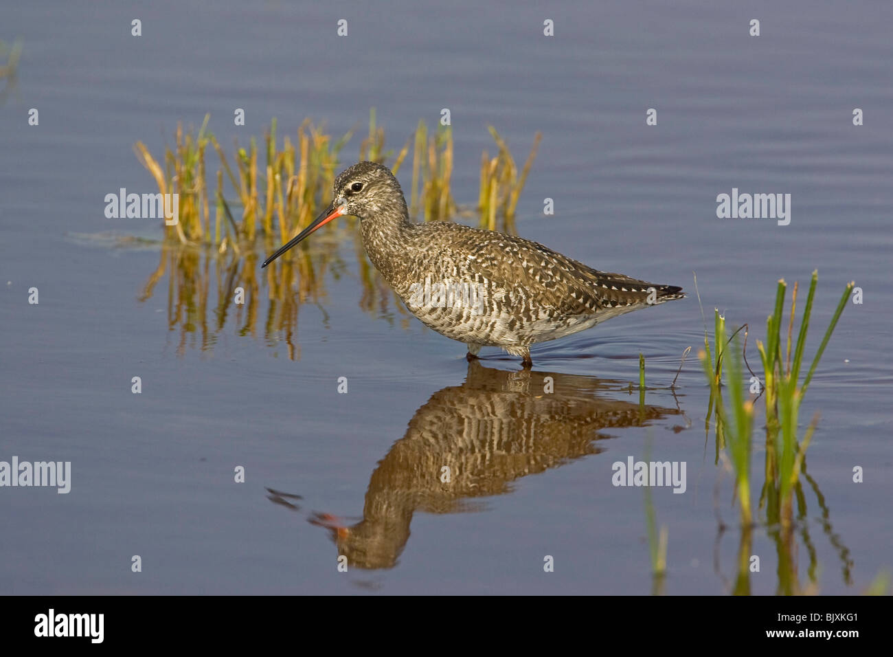 Spotted redshanks bird hi-res stock photography and images - Alamy