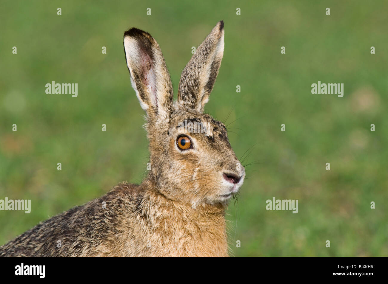 Hare heads hi-res stock photography and images - Alamy