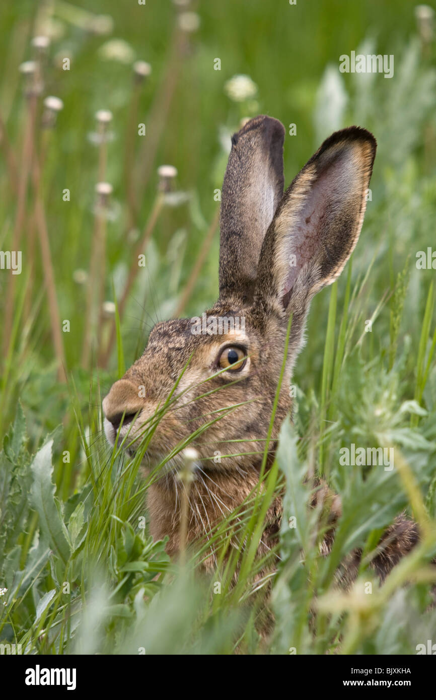 Hare heads hi-res stock photography and images - Alamy