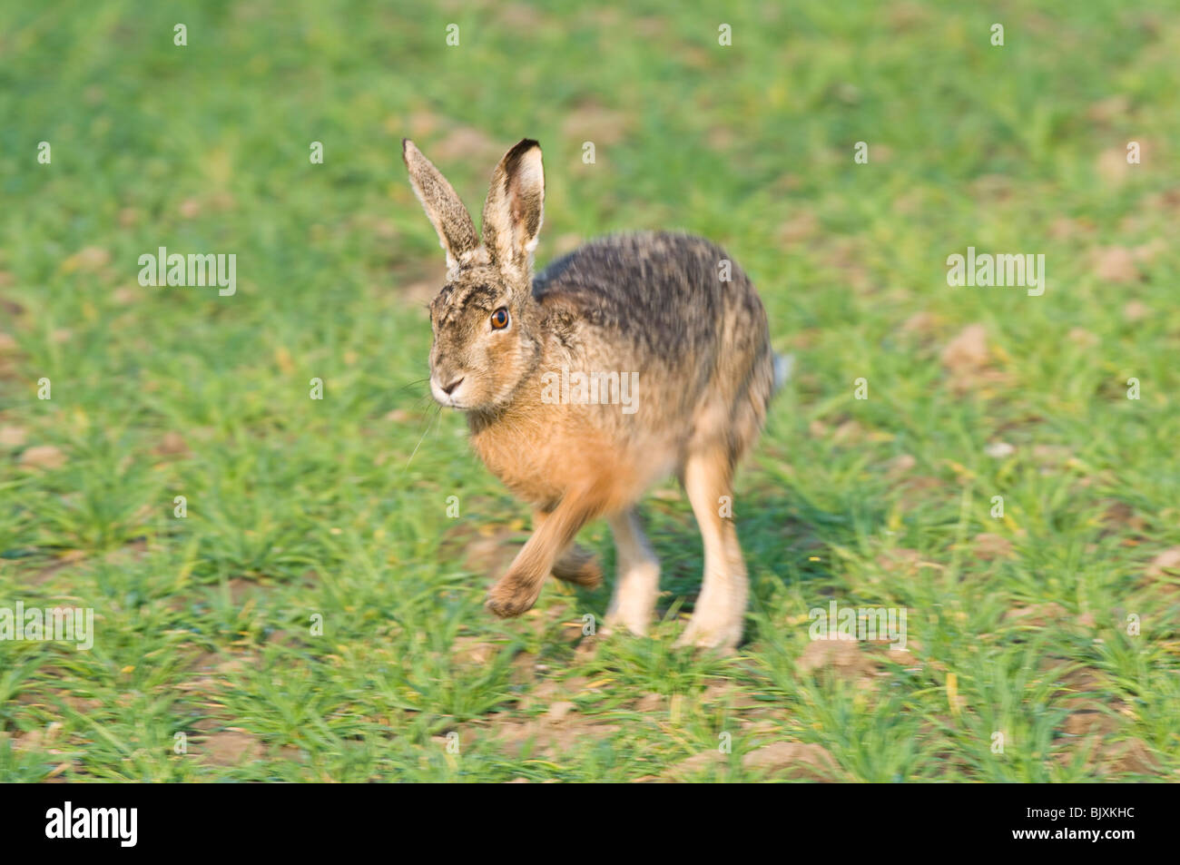 Hare gallop hi-res stock photography and images - Alamy