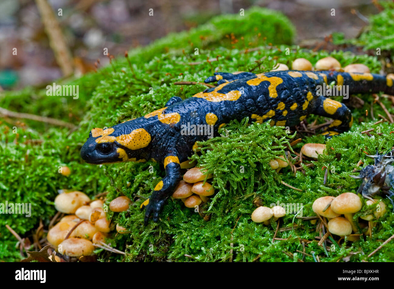 Fire salamander side view hi-res stock photography and images - Alamy