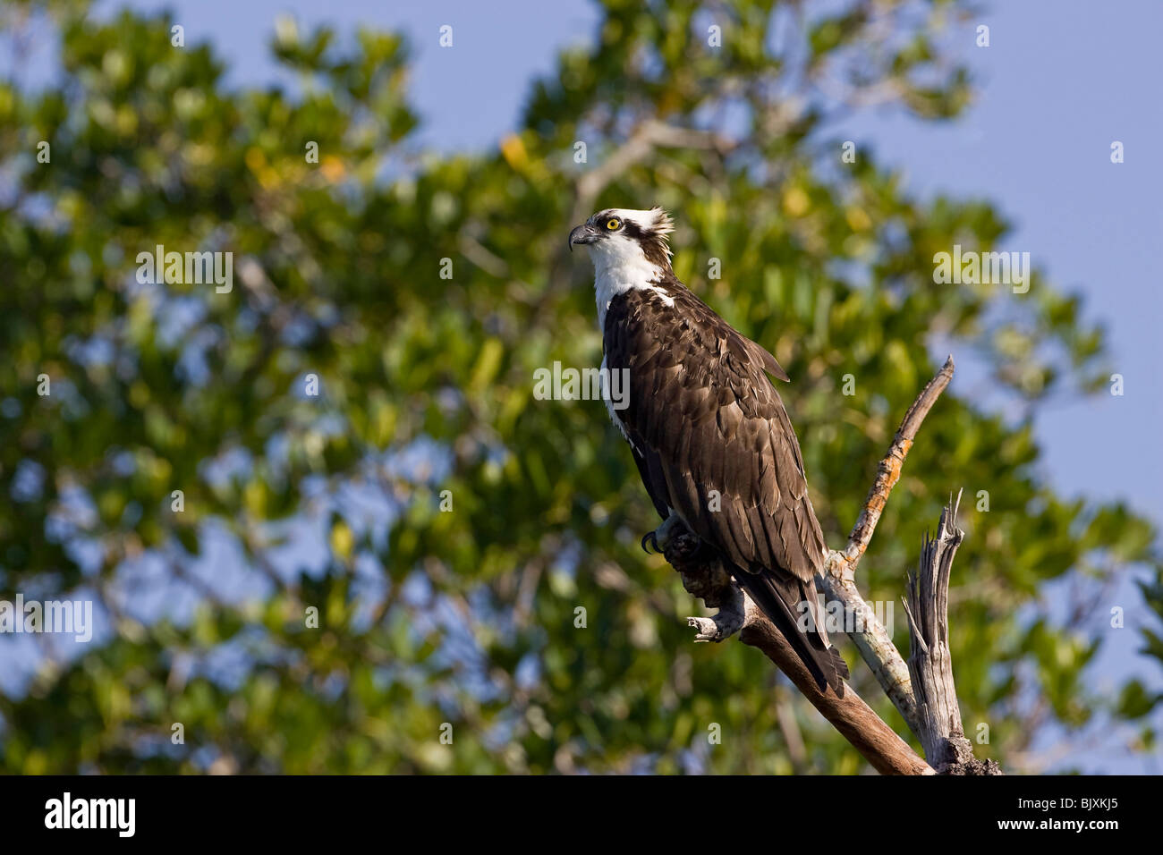 Osprey bird profile view hi-res stock photography and images - Alamy