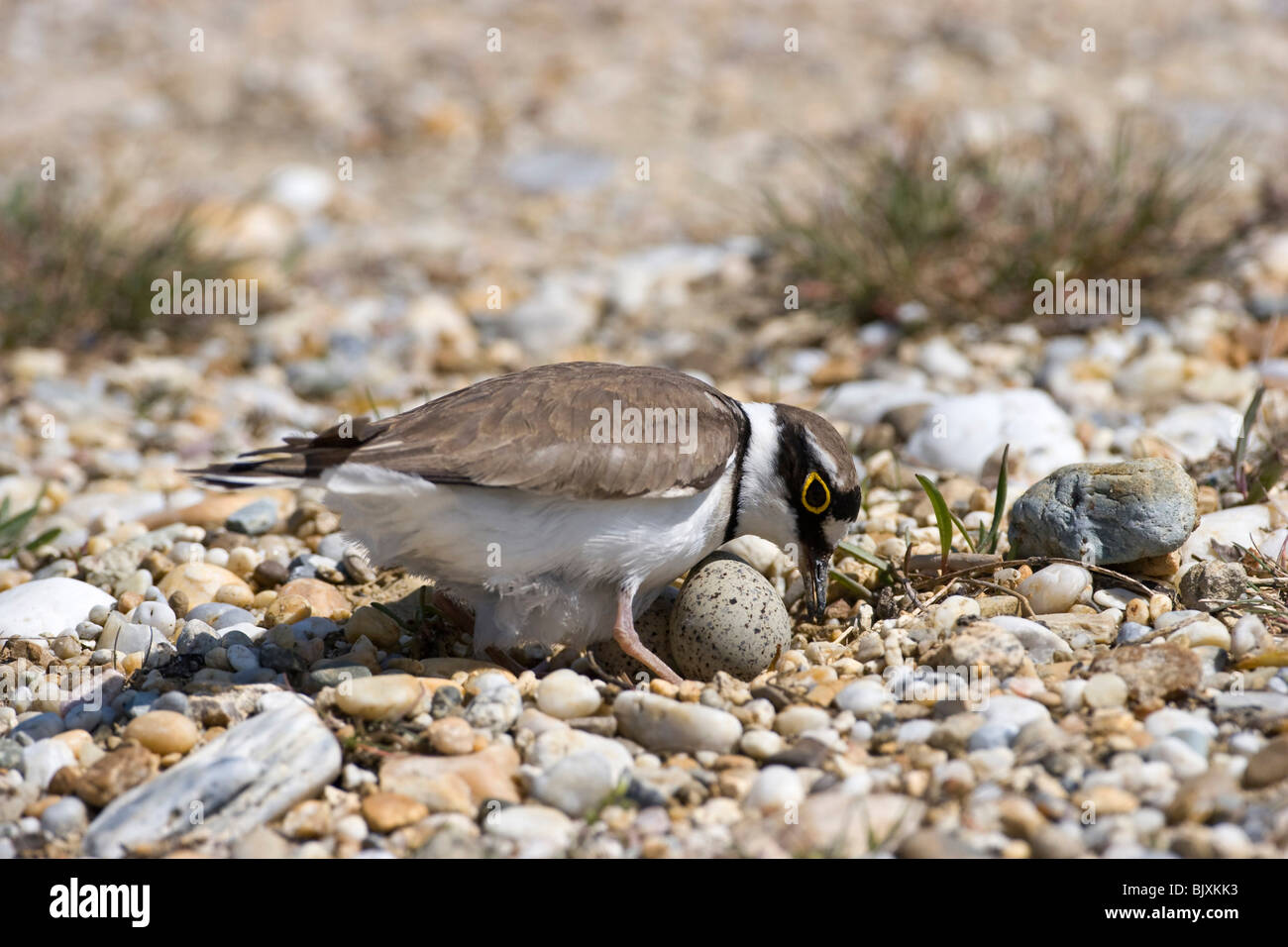 Little Ringed Plover Stock Photo - Alamy