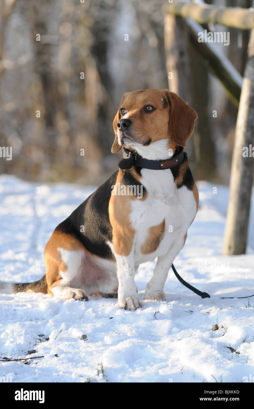 Single adult beagle sit hi-res stock photography and images - Alamy
