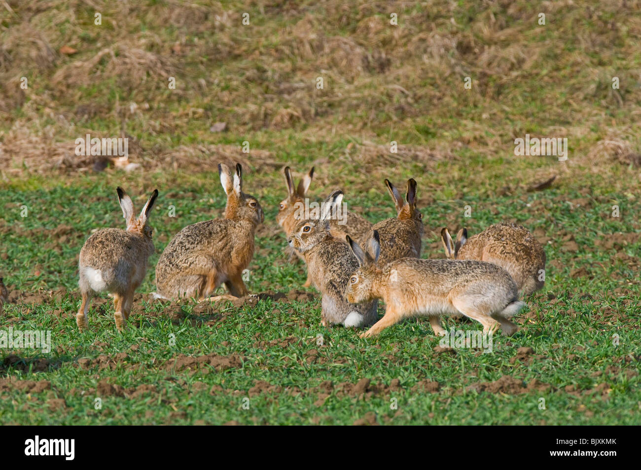 Group of hares hi-res stock photography and images - Alamy