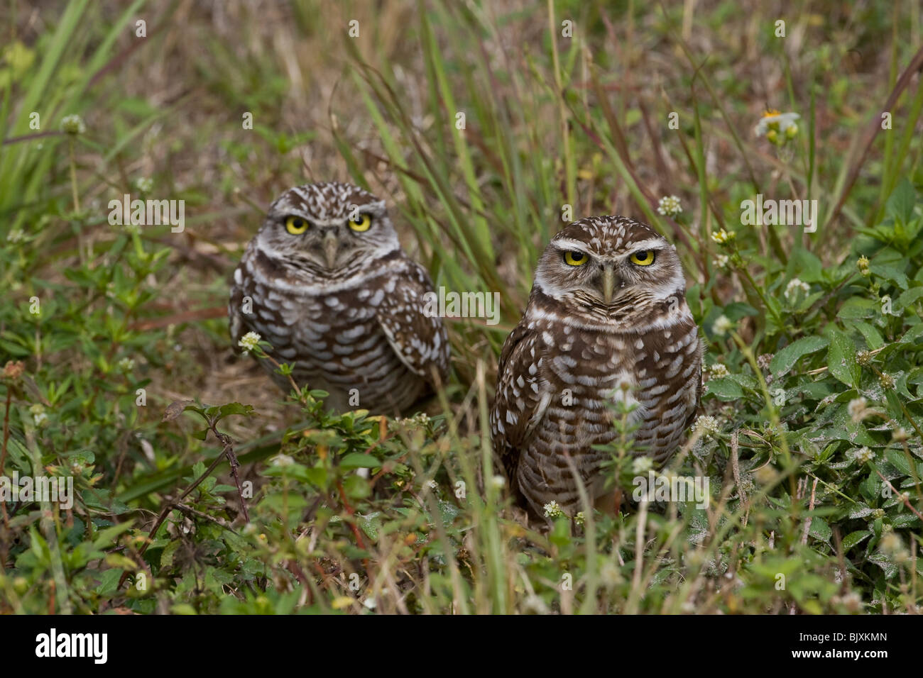 Several owls hi-res stock photography and images - Alamy