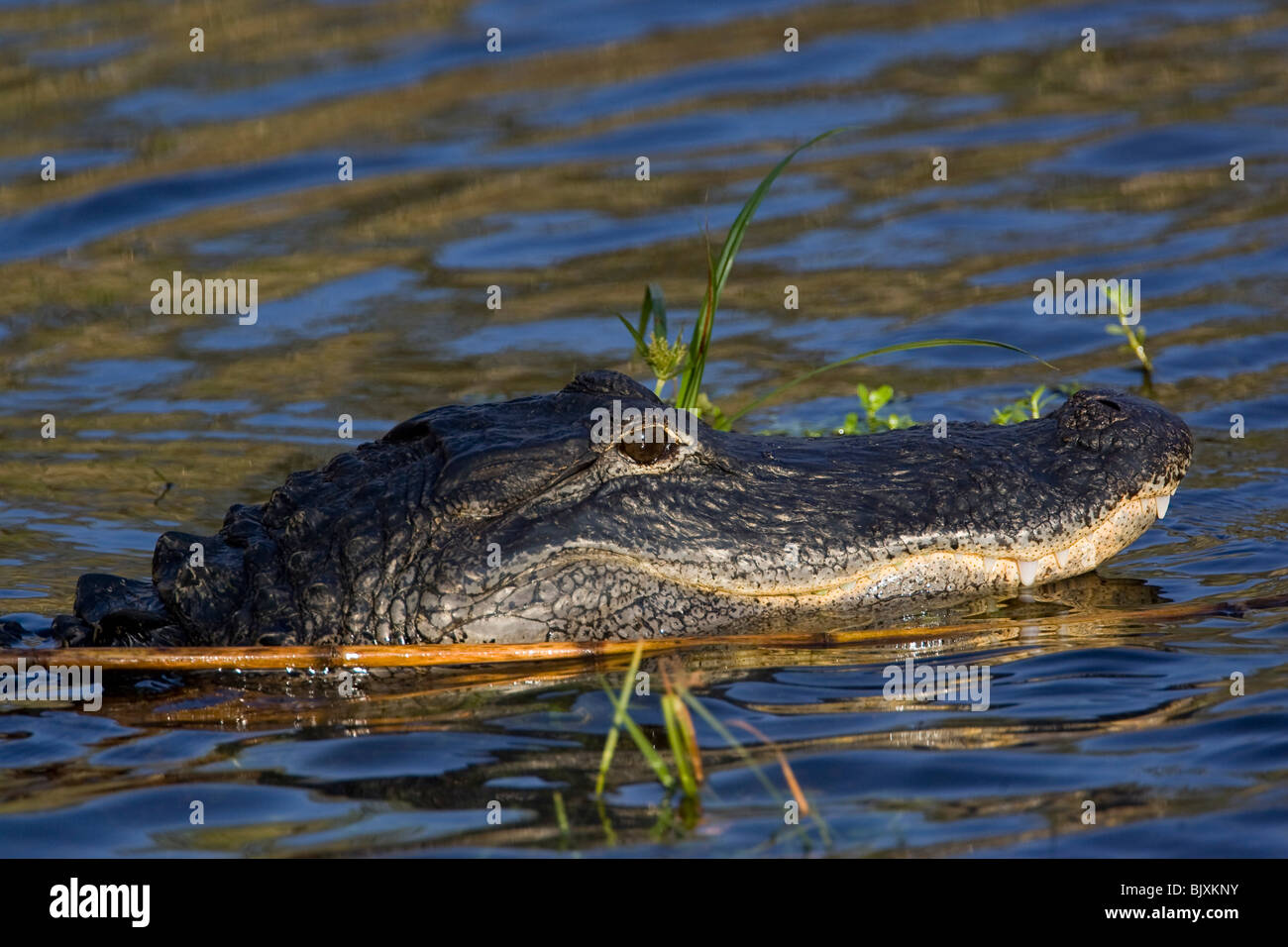 Alligators Mississippi River at Katie Felton blog