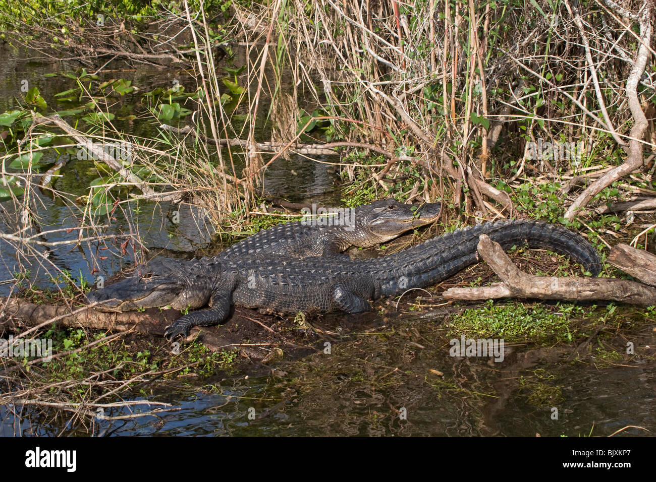 Alligator holes hi-res stock photography and images - Alamy