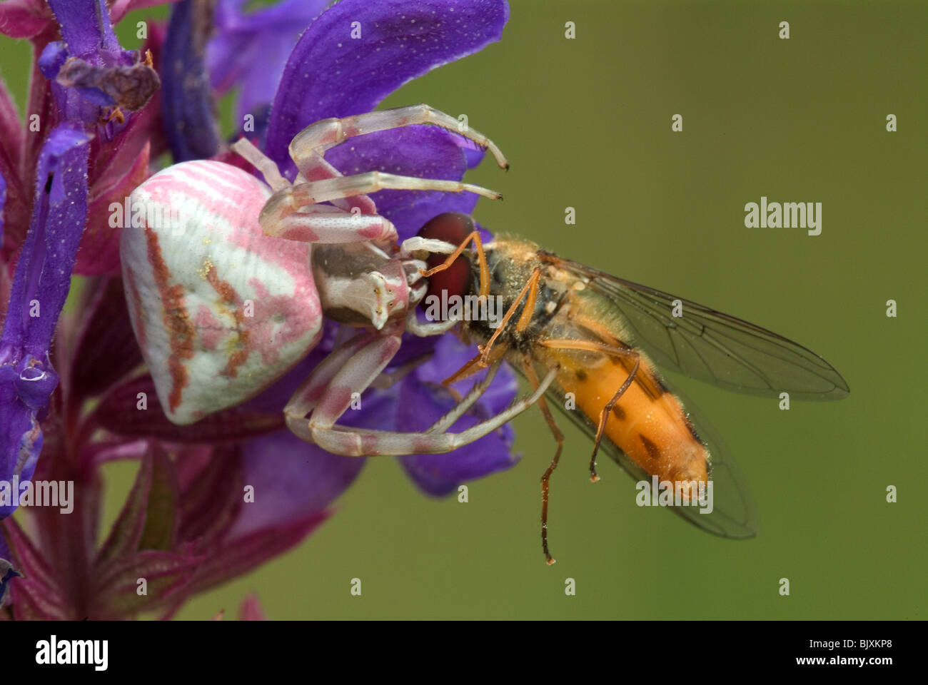 goldenrod crab spider with hoverfly Stock Photo - Alamy