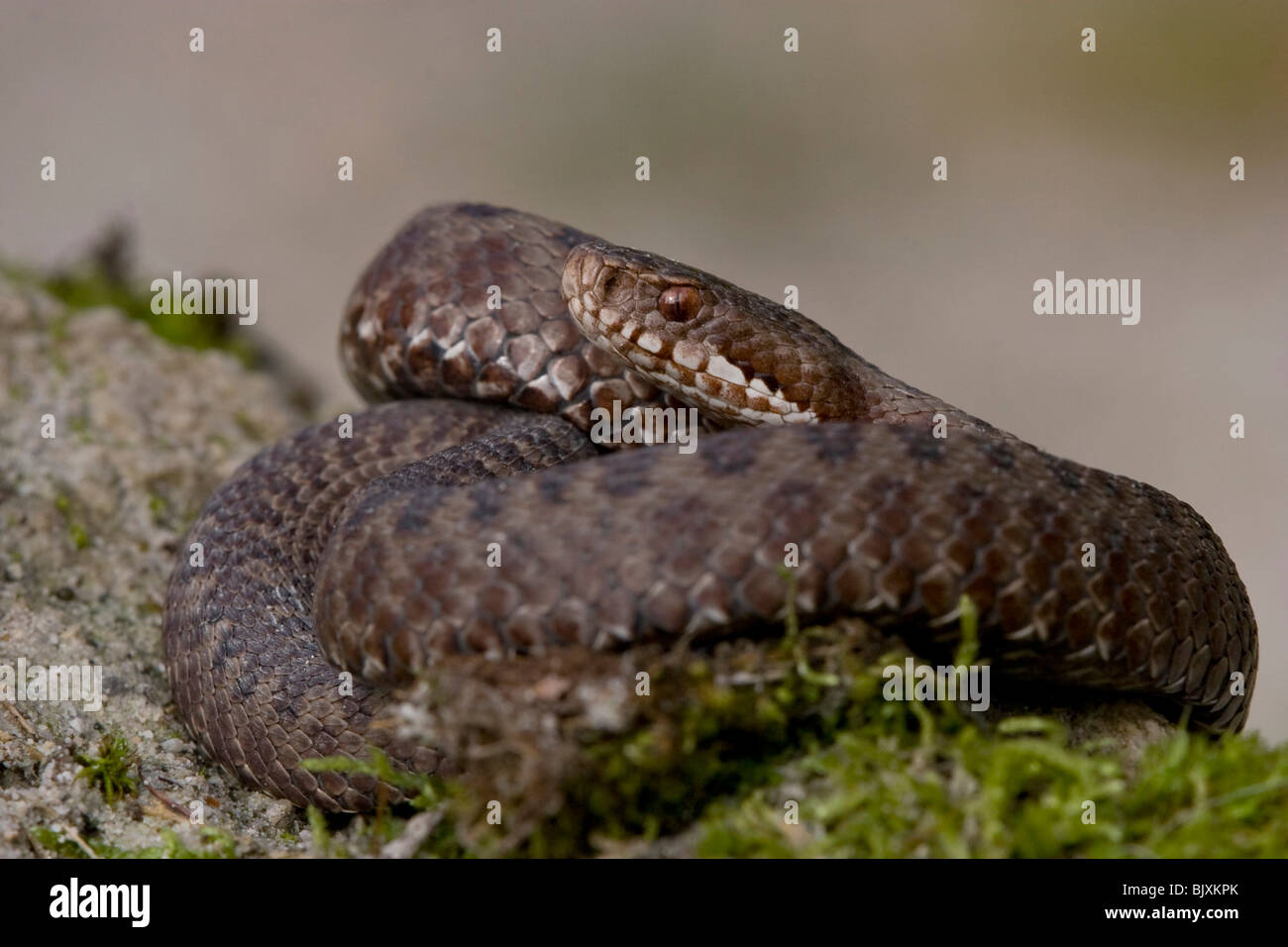 Adder 1 hi-res stock photography and images - Alamy